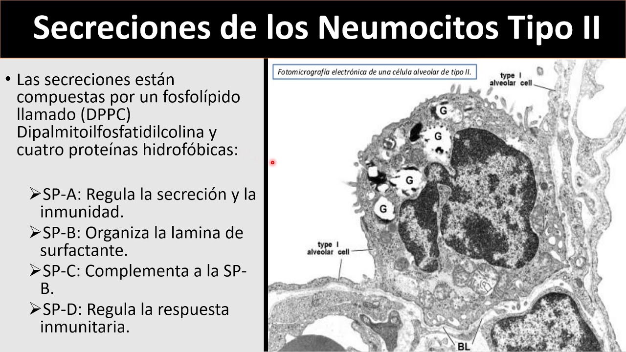 Secreción de los Neumonocitos tipo 2