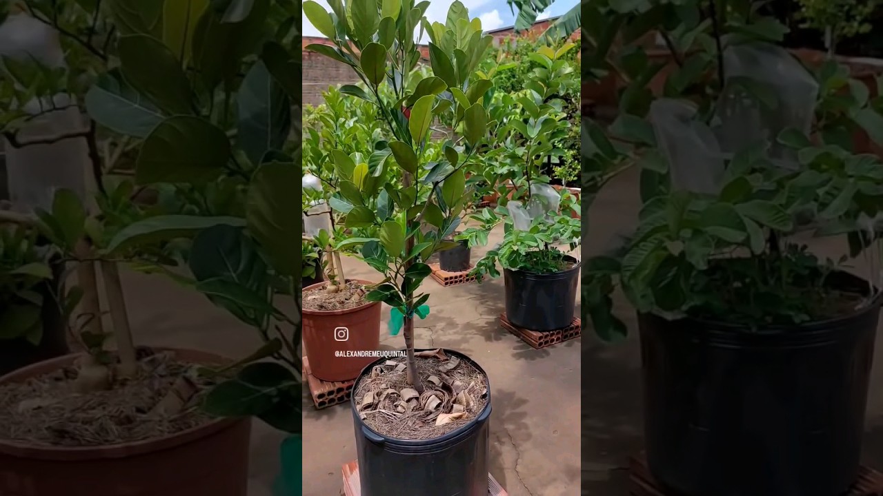 The passion of growing fruit trees in pots | AMAZING!! #fruittrees #fruittreesinpots #cultivation...