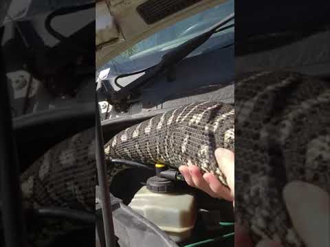 Python Finds Shelter Inside A Van Engine | Carpet Python | Landsborough | # Shorts