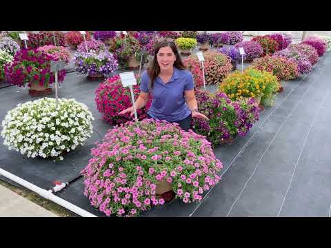 New Dekko Maxx Pink Petunia - Lucas Greenhouses Summer Trials 2024