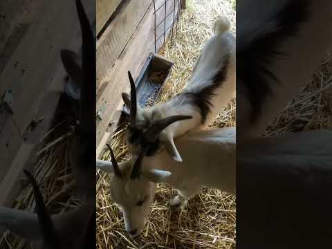 3 signs your nanny goat is in heat