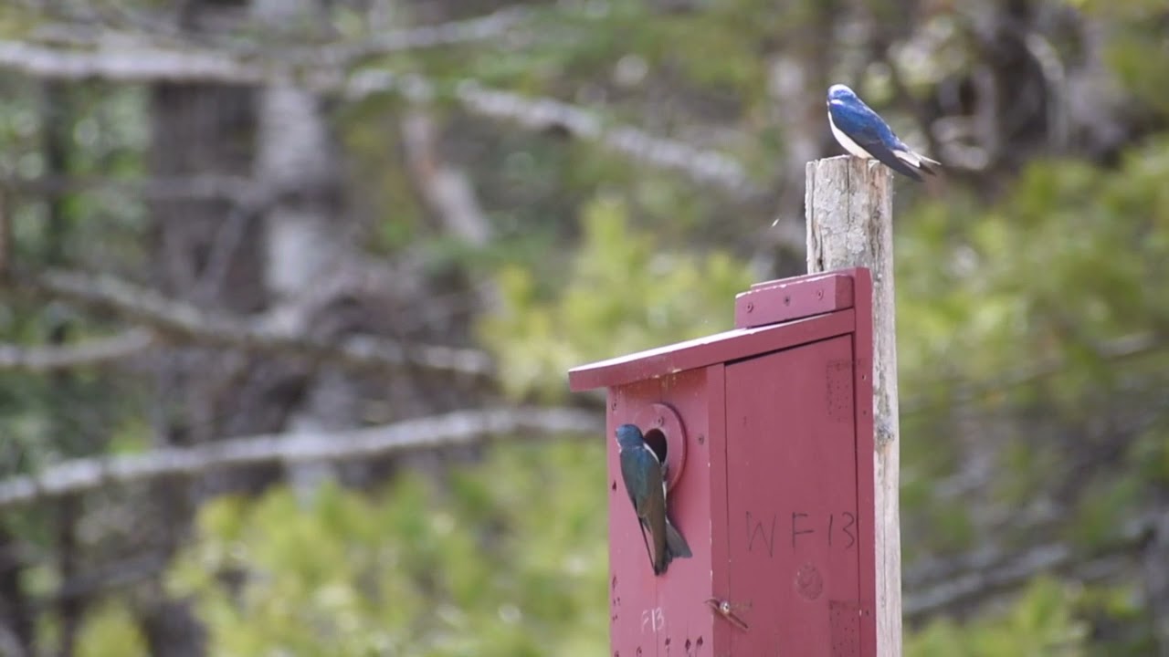 Hirundo Tree Swallows