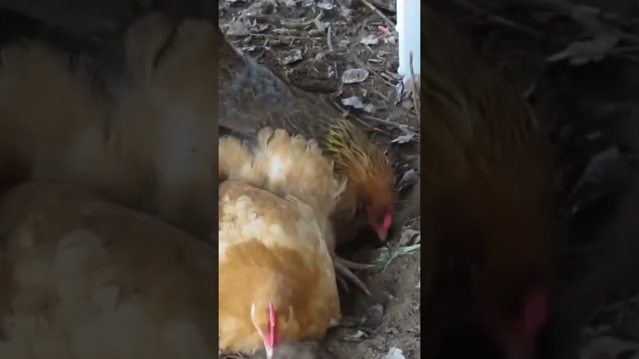 chickens having their spring dirt bath! #shorts #homesteading #backyardchickens #backyardchickens