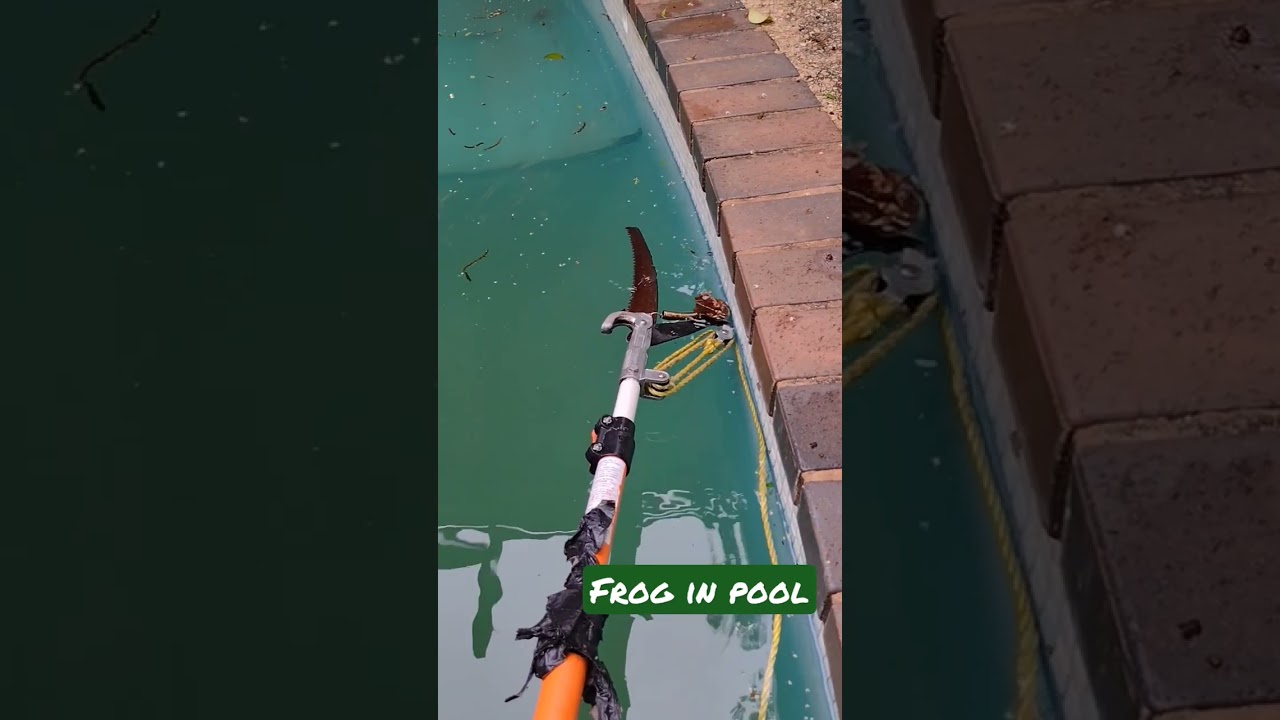 Frog Jumped! #frog #toad