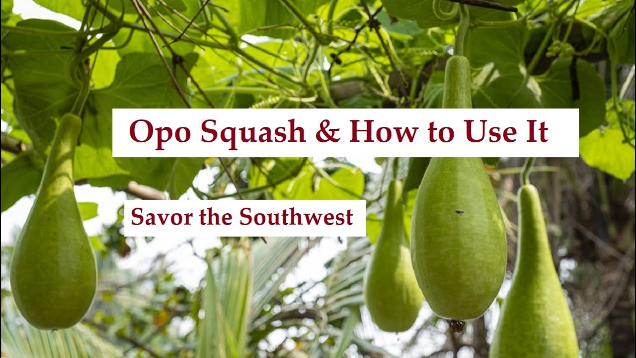 Opo Squash - What it is and How to Cook It @ Savor the Southwest