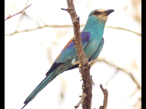 Ghana’s Ankasa Reserve & Mole National Park | Femi Faminu video | SANTA ...