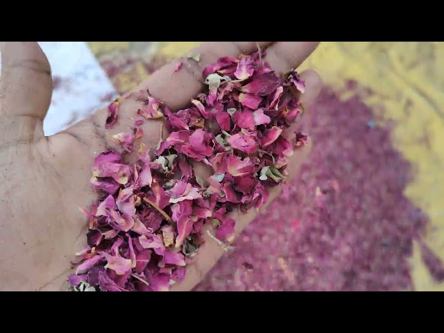 Herbal Flowers - Dried Akarkara Flower Manufacturer from Neemuch