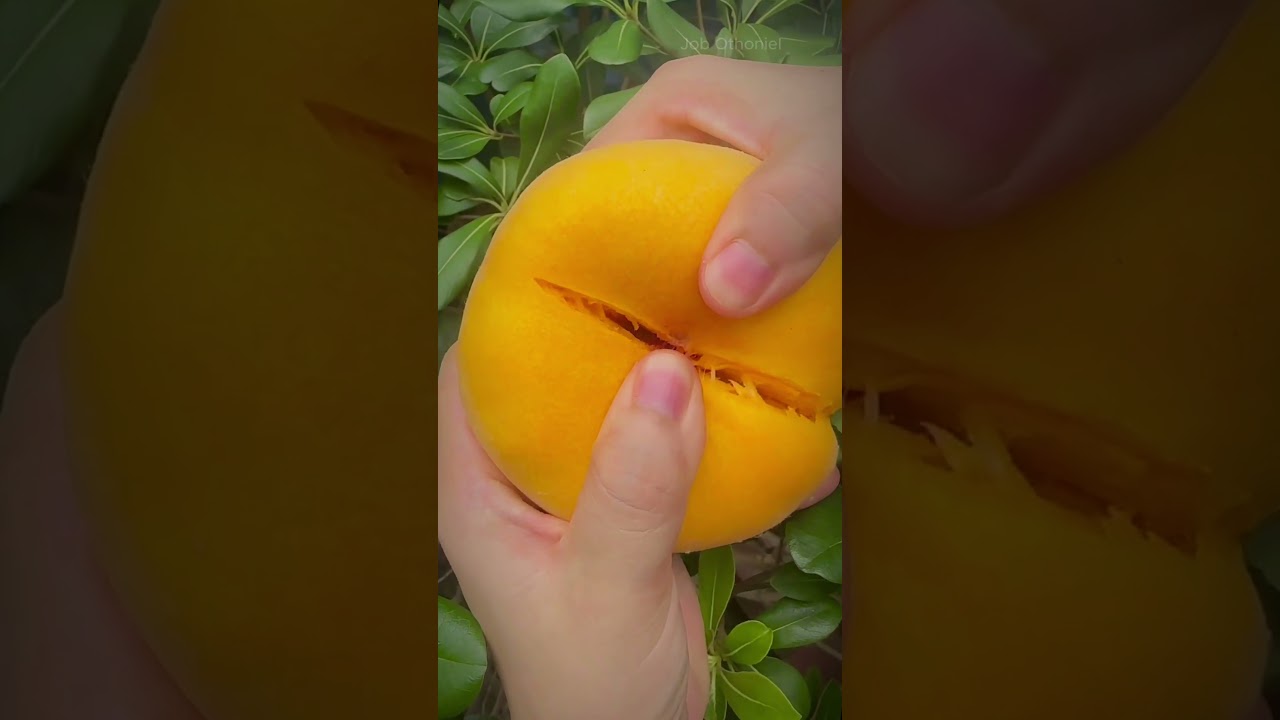 🍑 THE PERFECT PEACH! - A Farmer's Proud Reward 🌟