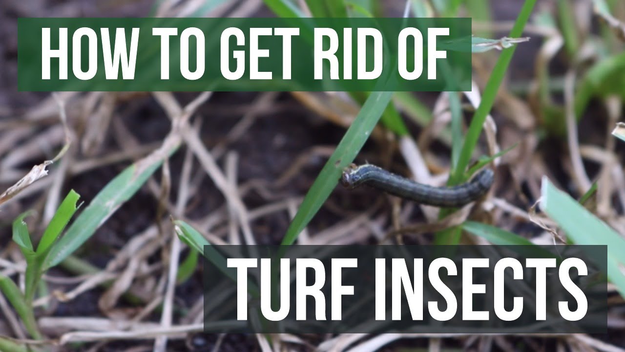 Turf Insect Control: How to Get Rid of Turf Insects | DIY Lawn & Turf ...