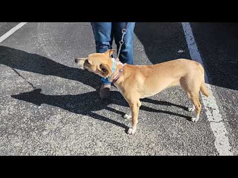 Dog for adoption - Monty, an Australian Cattle Dog / Blue Heeler ...