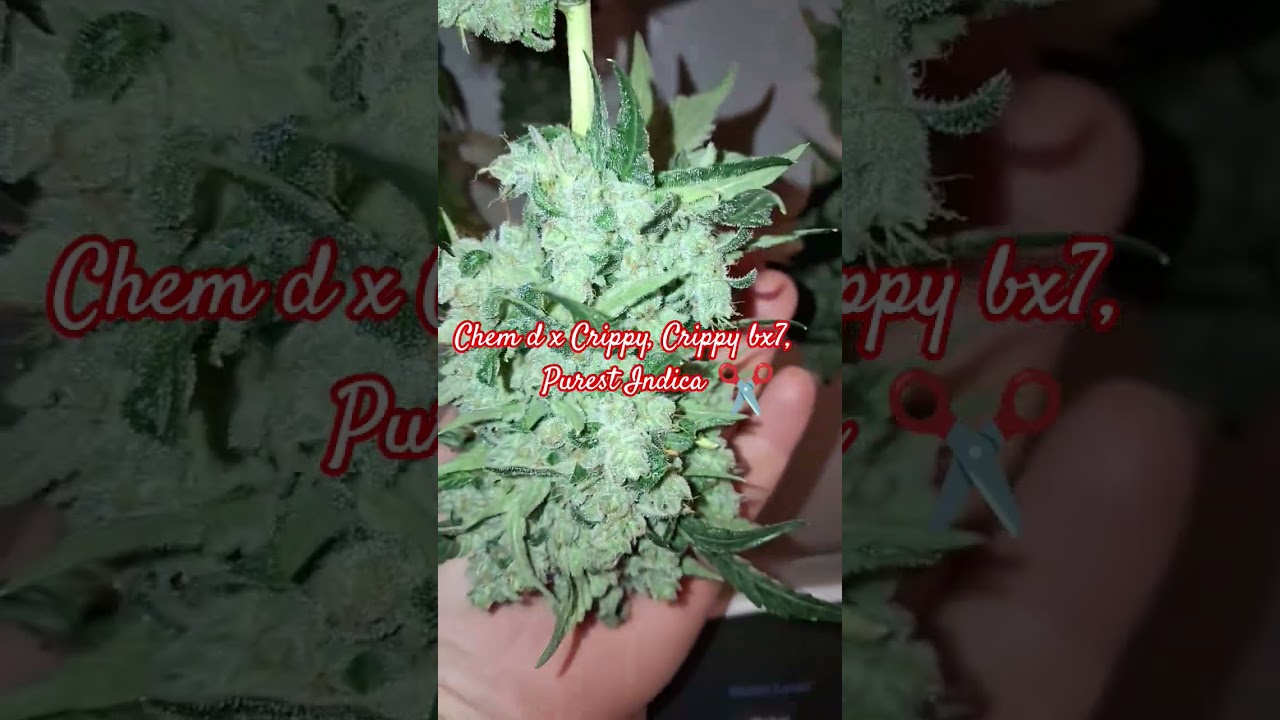 #cannabiscommunity #garden #grow #homegrown #livingsoil #microbes #music #spiderfarmer