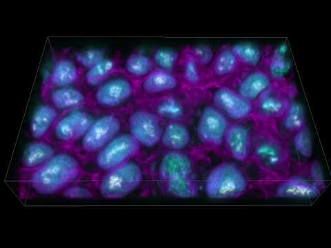 Label-free microscopy