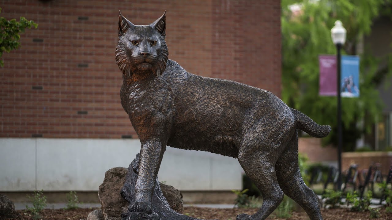 Chico State New Logo Reveal