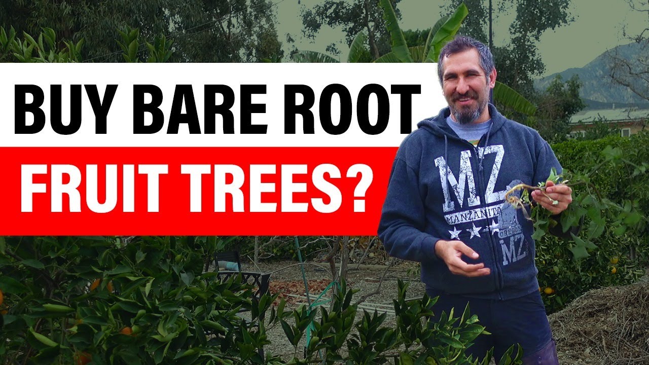 Is Buying A BARE ROOT Tree Worth It?? | Bare Root Fruit Trees Explained