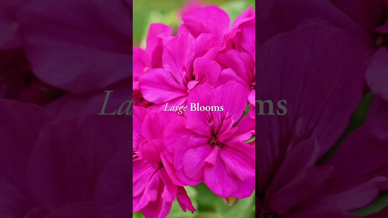 Monrovia | Calliope® Geranium
