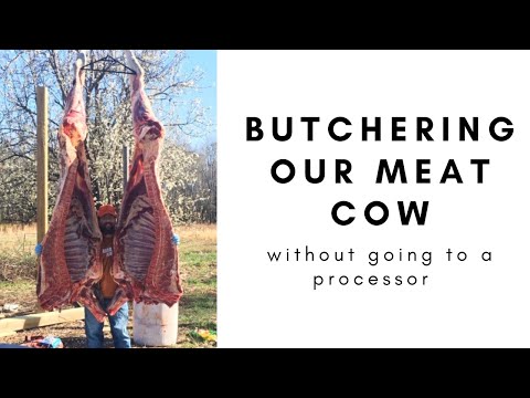 Harvesting, Butchering, and Processing Our Family Meat Cow | how much meat did we get?