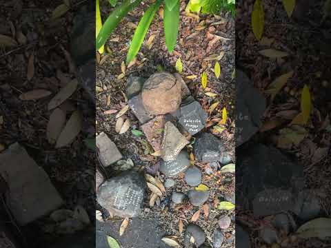 Dr John Rogers – Rocks in his Cape Town Garden | johnbartels.com