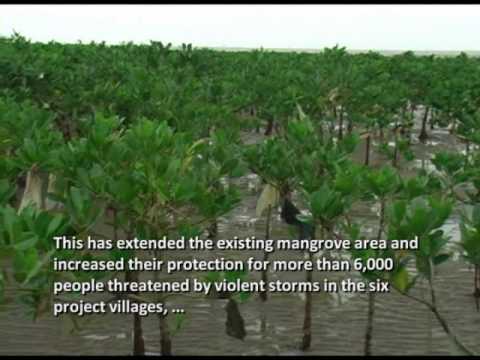 How does mangrove protect the coast | Shower the trees with love