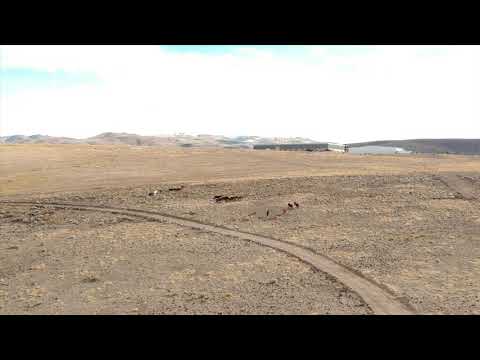 How the Mustang Ranch Got Its Name – Western Horse Watchers Association