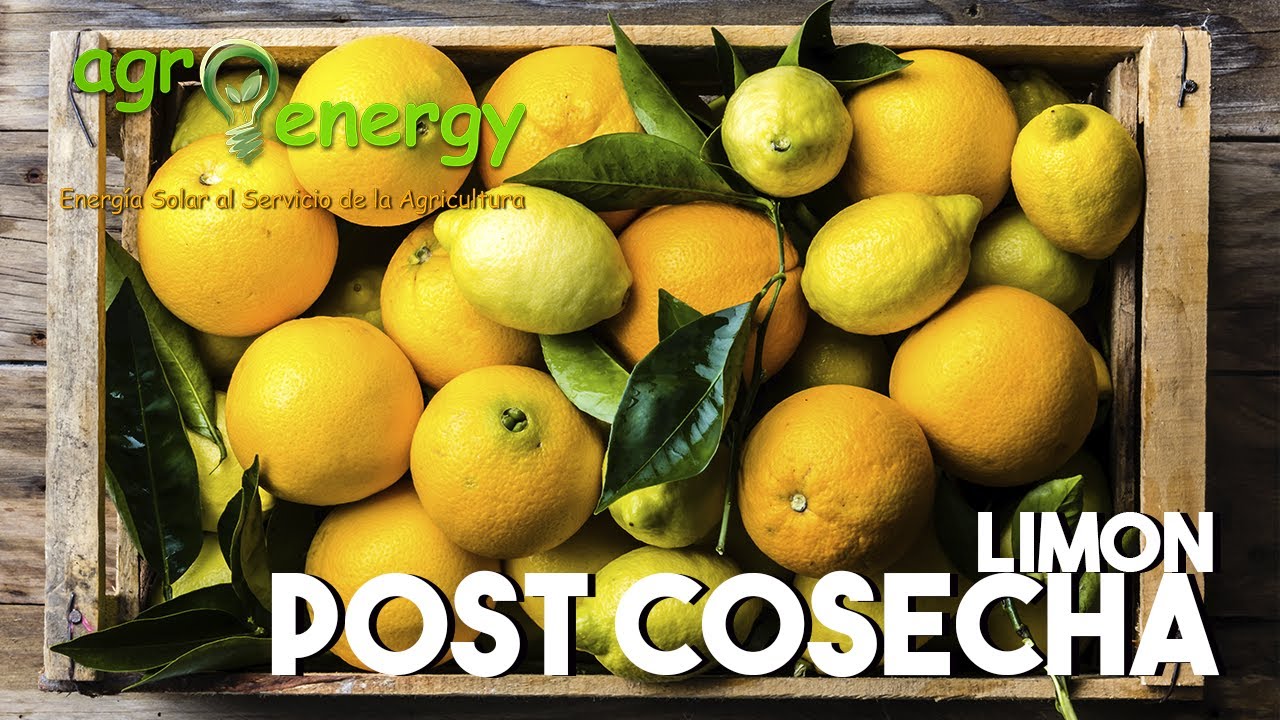 Poscosecha del limon #043