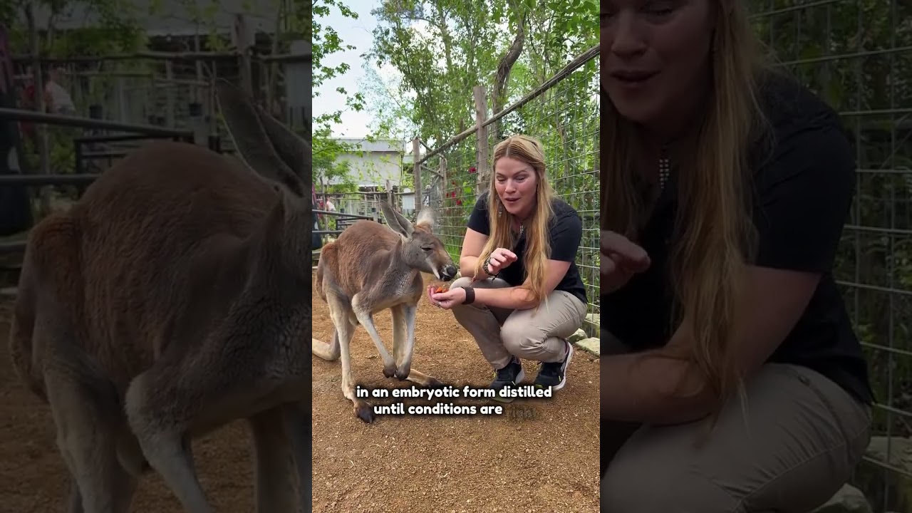 Did you know that kangaroos don't sweat??? #kangaroo #wildlife #zoo