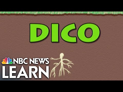 Word Roots: Cor