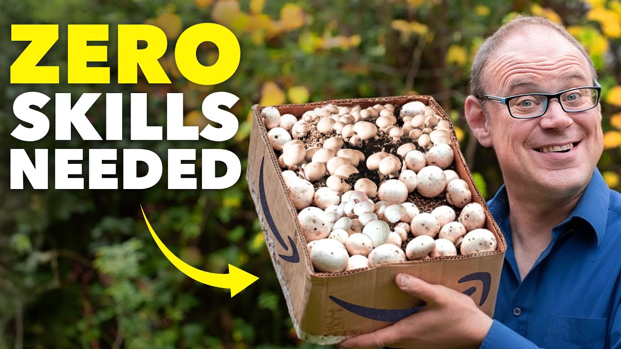 How to Grow Mushrooms in a Cardboard Box (Zero Skills Needed)