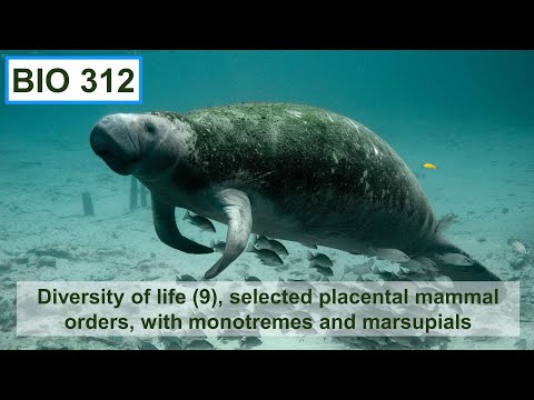 Diversity of life (9), selected placental mammal orders, monotremes, and marsupials
