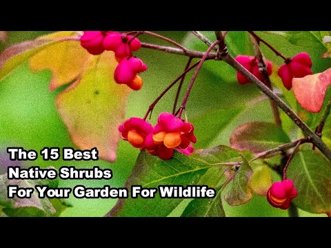 How to Make a Wildlife Friendly Hedge - The BEST Native Shrubs to Plant
