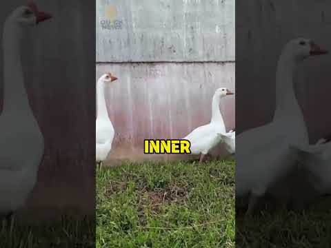 Geese Wardens Work in a Brazilian Prison