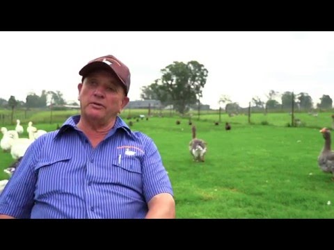 INDIAN RUNNER DUCKS