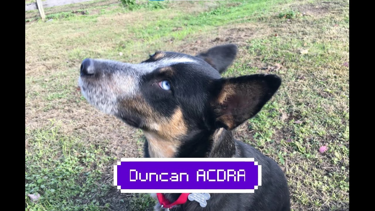 Duncan ACDRA -- ADOPTED!