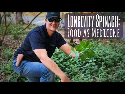 Food as Medicine: Growing LONGEVITY SPINACH for Your Health!
