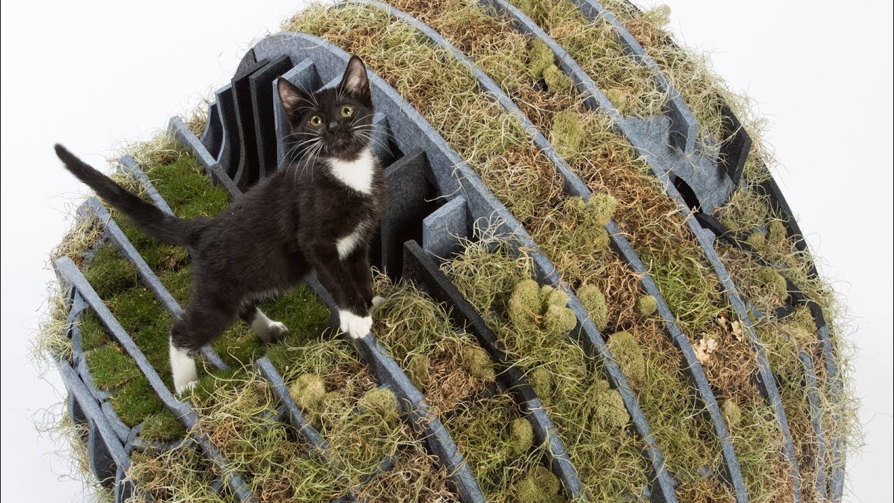 Flora-Gato is a cat shelter made from moss and recycled plastic