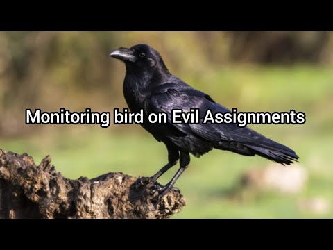 Witchcraft Bird Monitoring Evil Bird From Satanic Forest