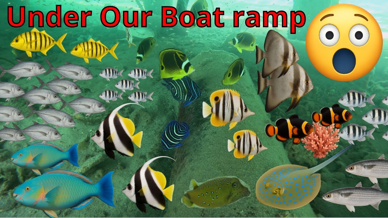 Amazing Snorkel Bannerfish, Butterfly fish, Clownfish, Rays, Trevally, tuskfish, Batfish, & MORE.