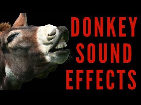 DONKEY SOUND EFFECTS - Donkey Sound Effect