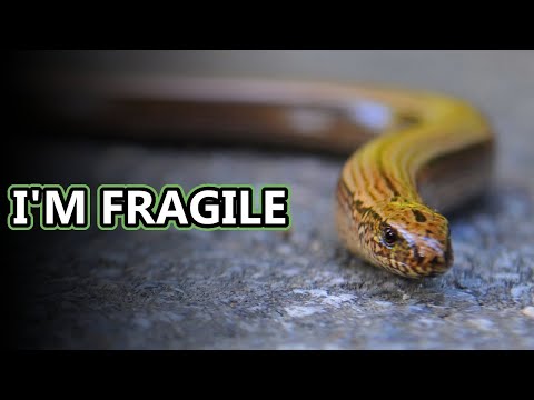 Glass Lizard facts: lizards without legs | Animal Fact Files