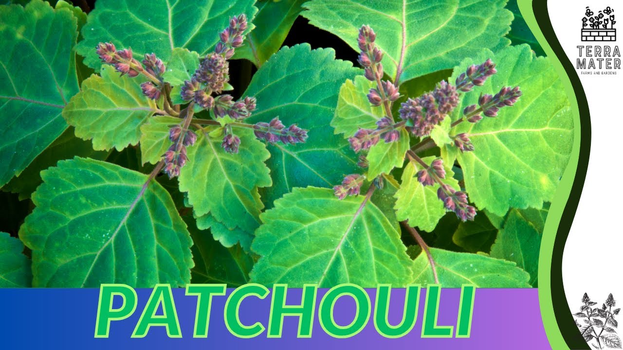Growing PATCHOULI: Quick Tips for (Pogostemon cablin)