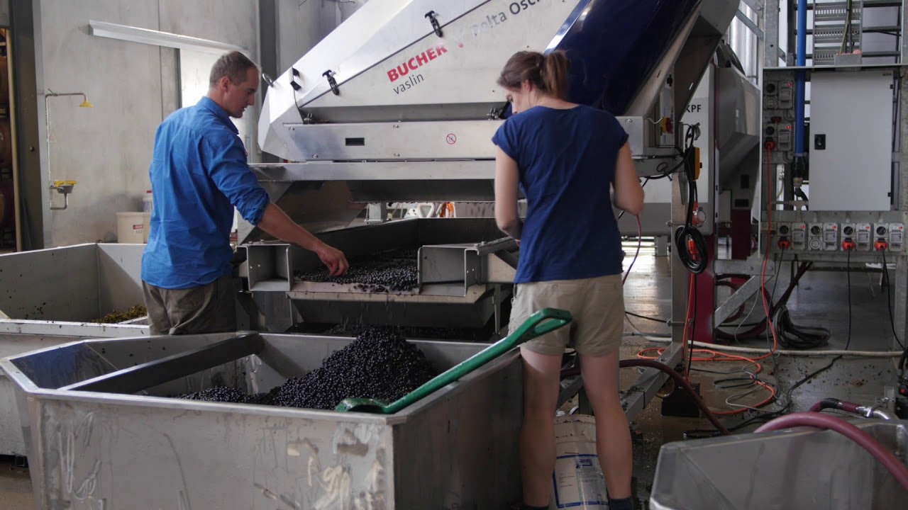 Yabby Lake Fruit Sorting Destemming with Tom Carson