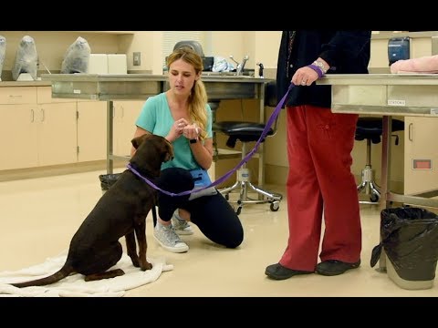 Mat training a dog