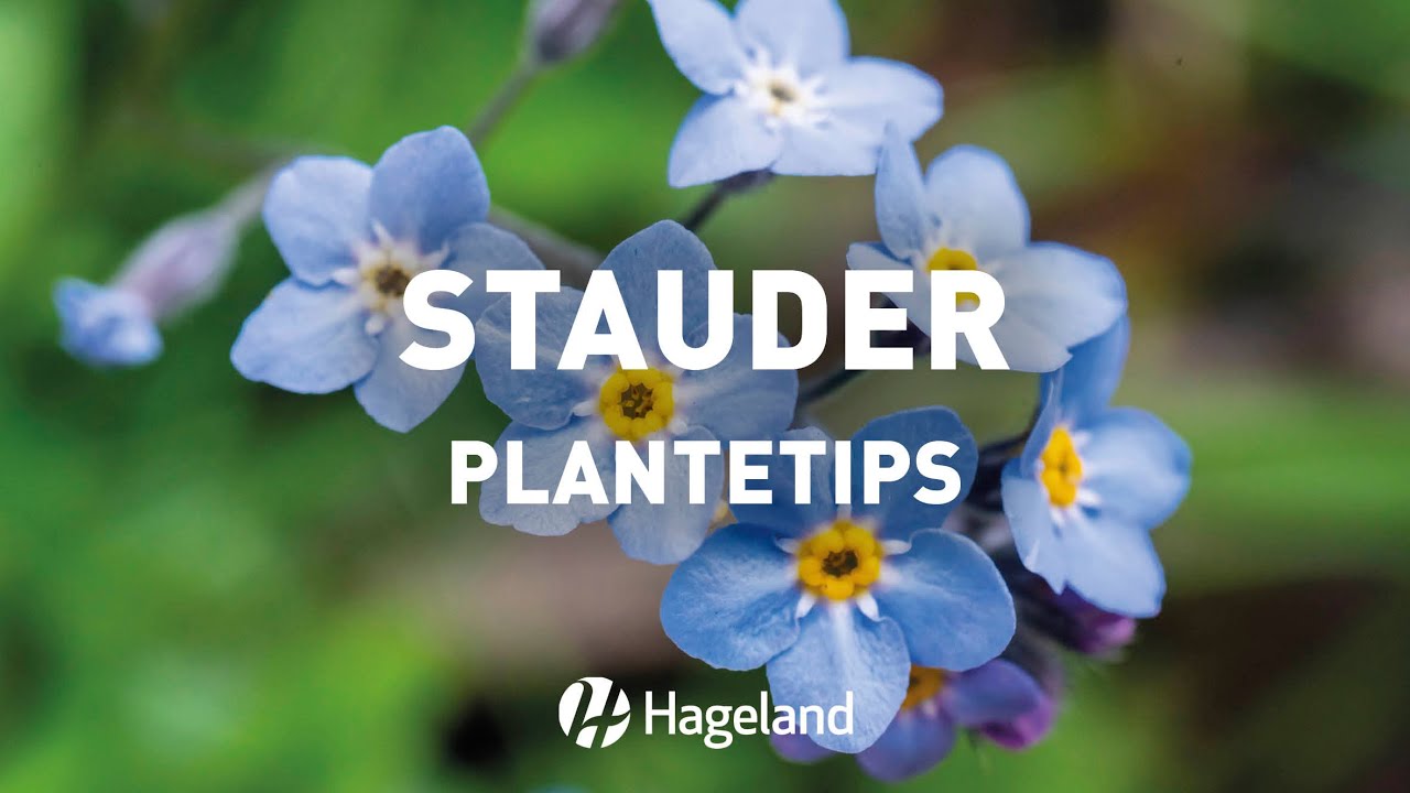 Stauder - plantetips