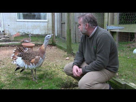 Meeting the "Great Bustard"