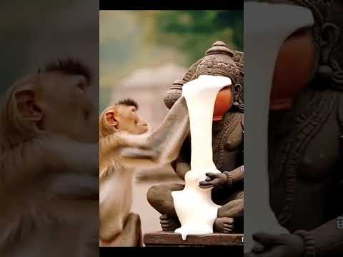 #comedyMonkey  #usa #memes
