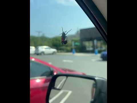 This Lantern Bug is working with… #funny #lanternbug #lanternfly #youtubeshorts #youtubeshort