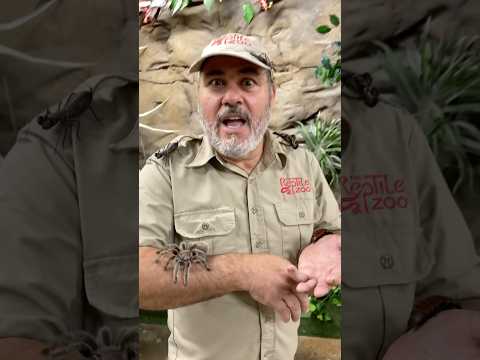 CREEPY CRAWLIES!!๐ฑ Do yโall like the creepy crawly kind or the reptile kind?๐คท๐ฝโโ๏ธ