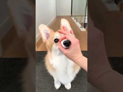 cute corgi action πππ