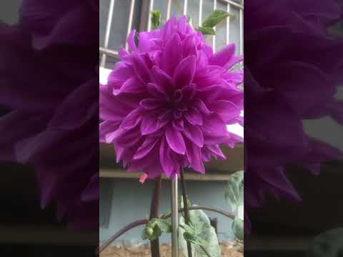 #Dahlia Scientificname#Dahlia Pinnata#Short