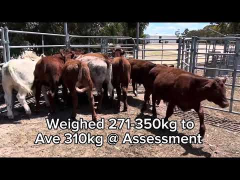 A+ SPC SH Wandeen SH Weaner Steers 31.1.24