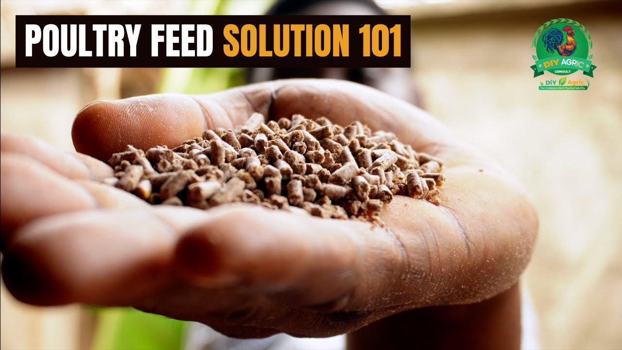 Mash VS Pellet | Which Poultry Feed is Best